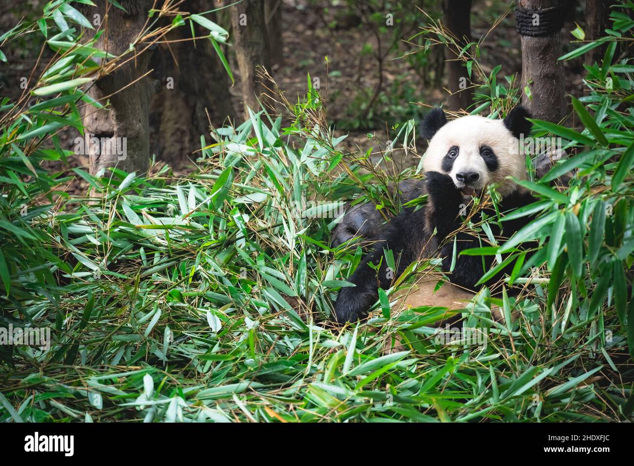 big panda, big pandas Stock Photo - Alamy