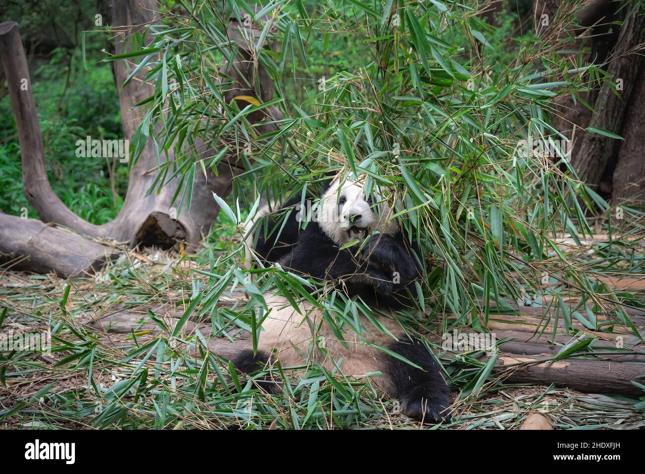 bamboo, panda, bamboos Stock Photo - Alamy