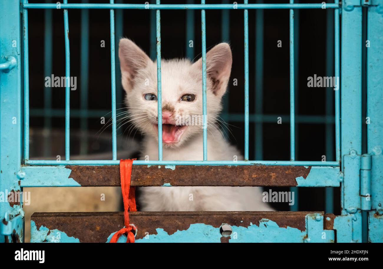 Captivities hi-res stock photography and images - Alamy