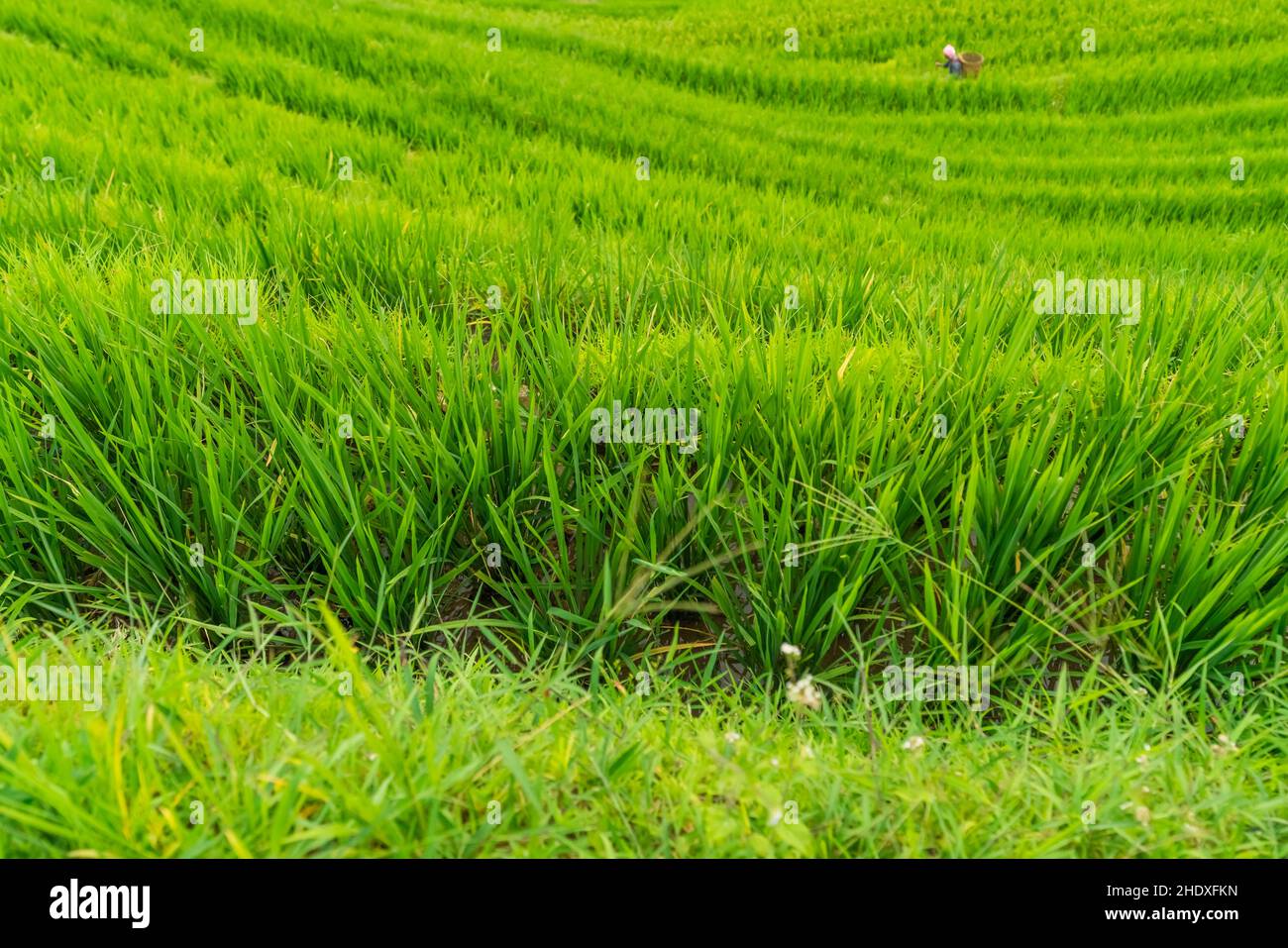 agriculture, paddy, rice cultivation, agricultures, paddies, rice paddy ...