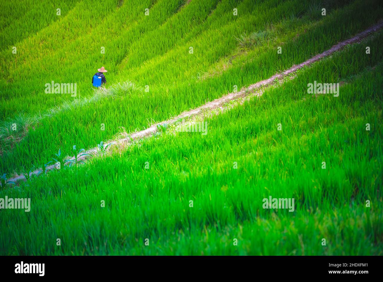 agriculture, farmer, paddy, agricultures, farmers, paddies, rice paddy Stock Photo - Alamy