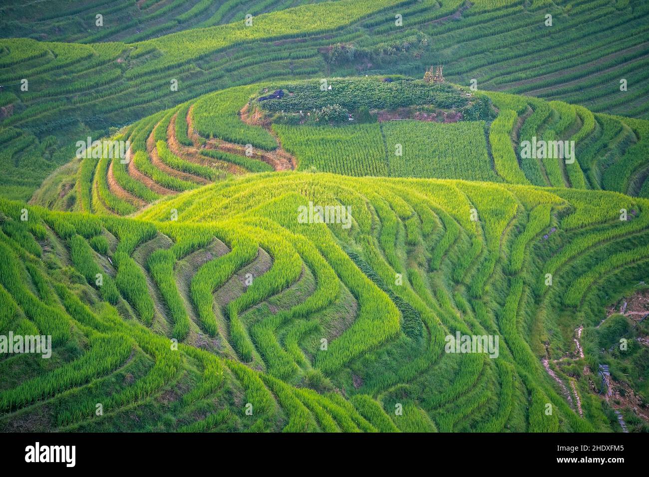 paddy, rice cultivation, rice terraces, paddies, rice paddy, rice ...