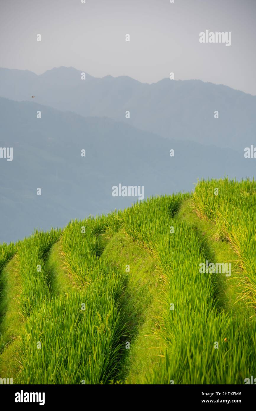 paddy, rice cultivation, rice terraces, paddies, rice paddy, rice ...