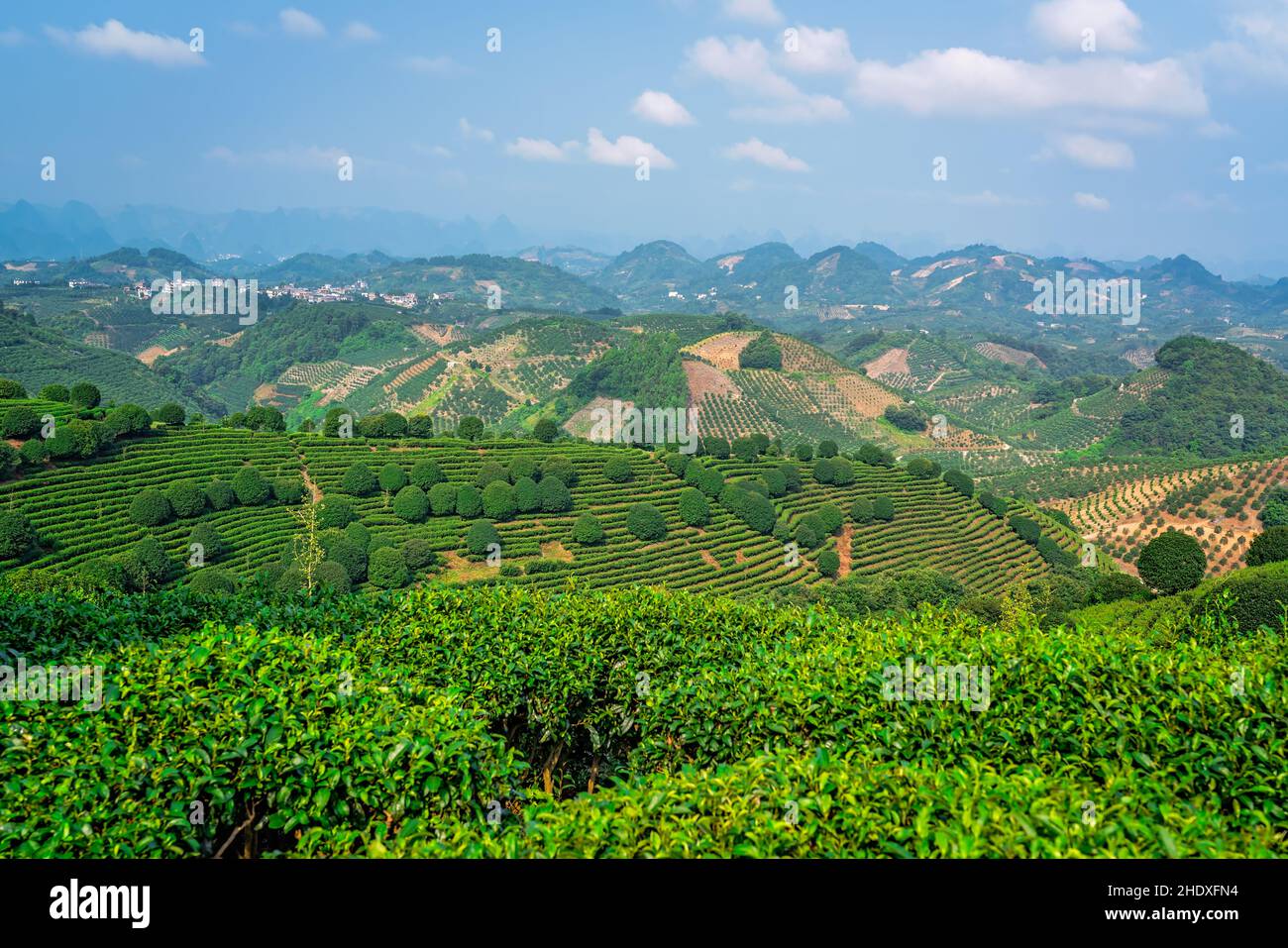 tea plantation, tea plant, tea crop, tea plantations, tea plants Stock ...