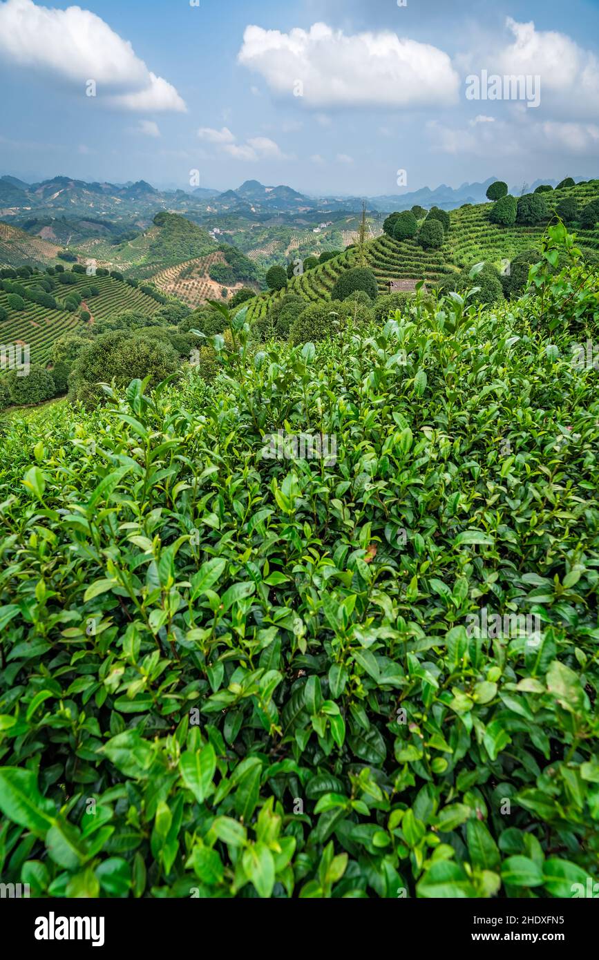 tea plantation, tea plant, tea crop, tea plantations, tea plants Stock ...