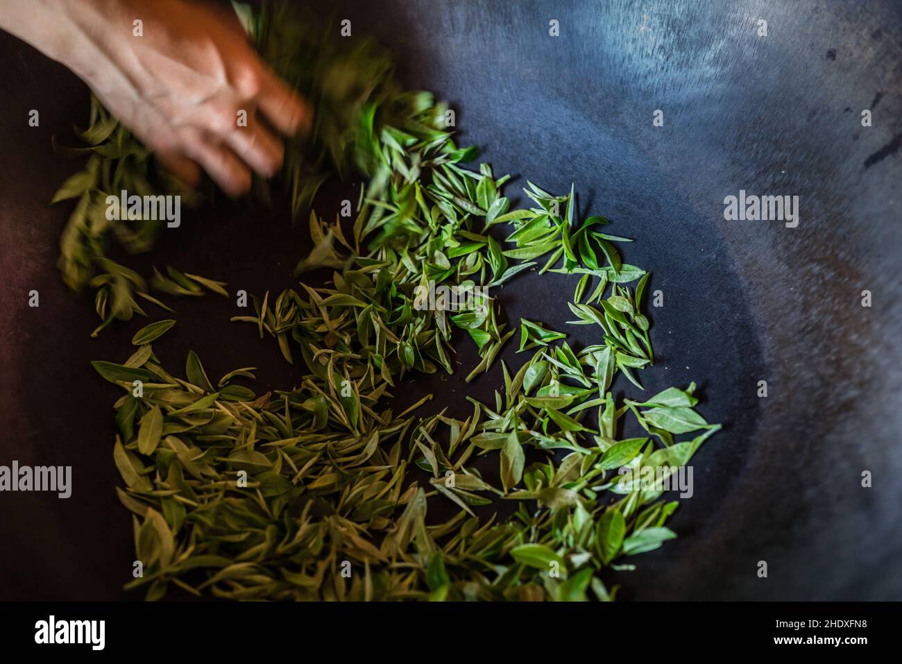 harvest, tea plant, tea leaf, harvests, tea crop, tea plants, tea leafs ...