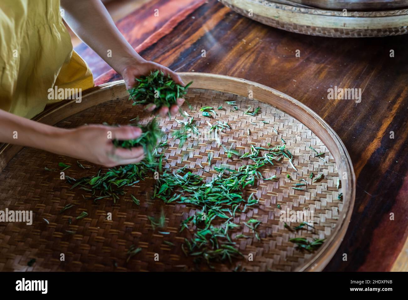 drying, tea plant, tea leaf, dry, dryings, tea crop, tea plants, tea ...