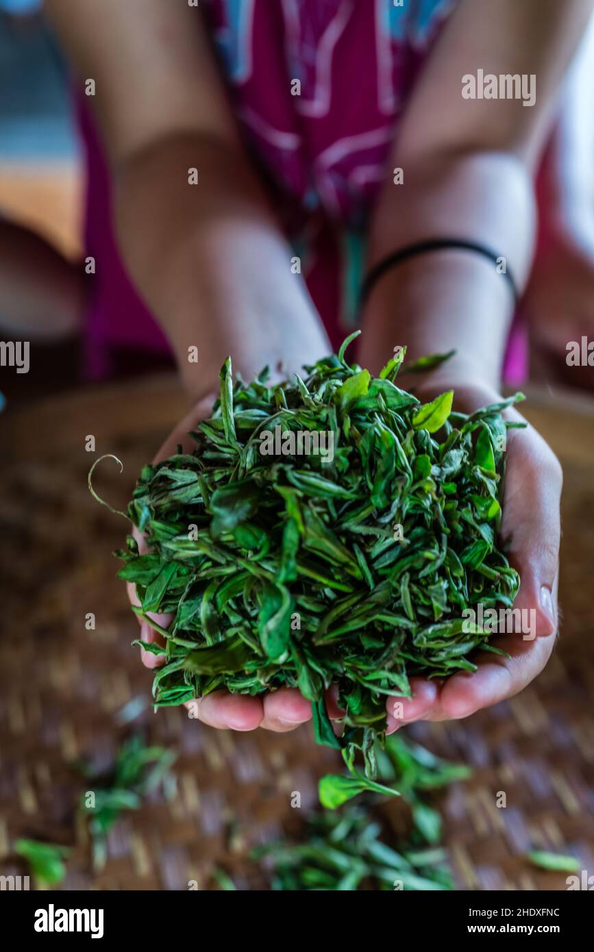 harvest, tea leaf, harvests, tea leafs Stock Photo - Alamy