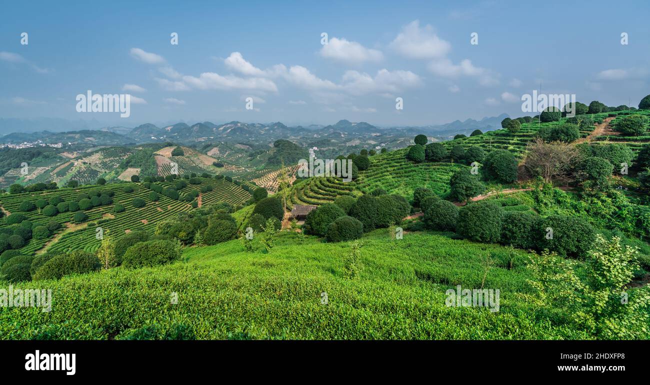 tea plantation, tea crop, tea plantations Stock Photo - Alamy