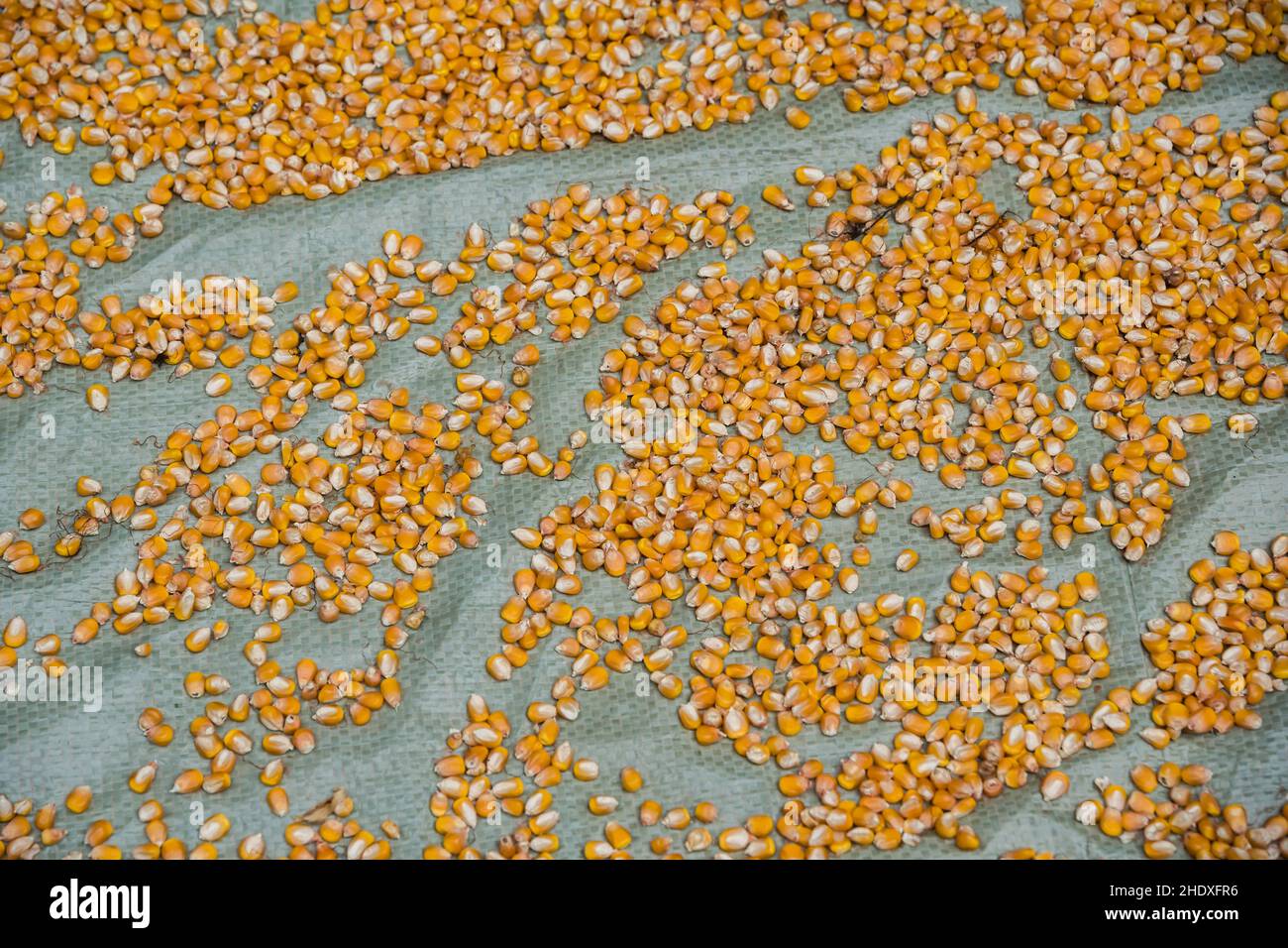 drying, maize grains, corn, dry, dryings, corns Stock Photo - Alamy