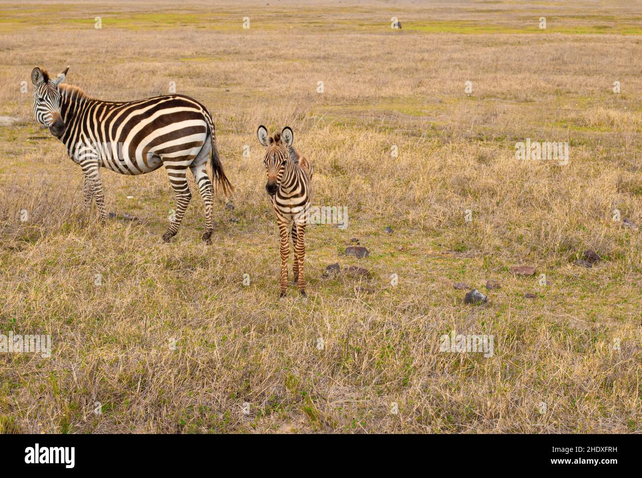 Zebra with a cub on a pasture during a safari in the Ngorongoro crater ...