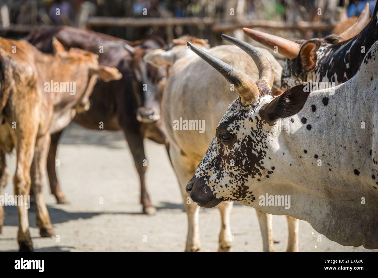 cattle, cattles, livestock Stock Photo - Alamy