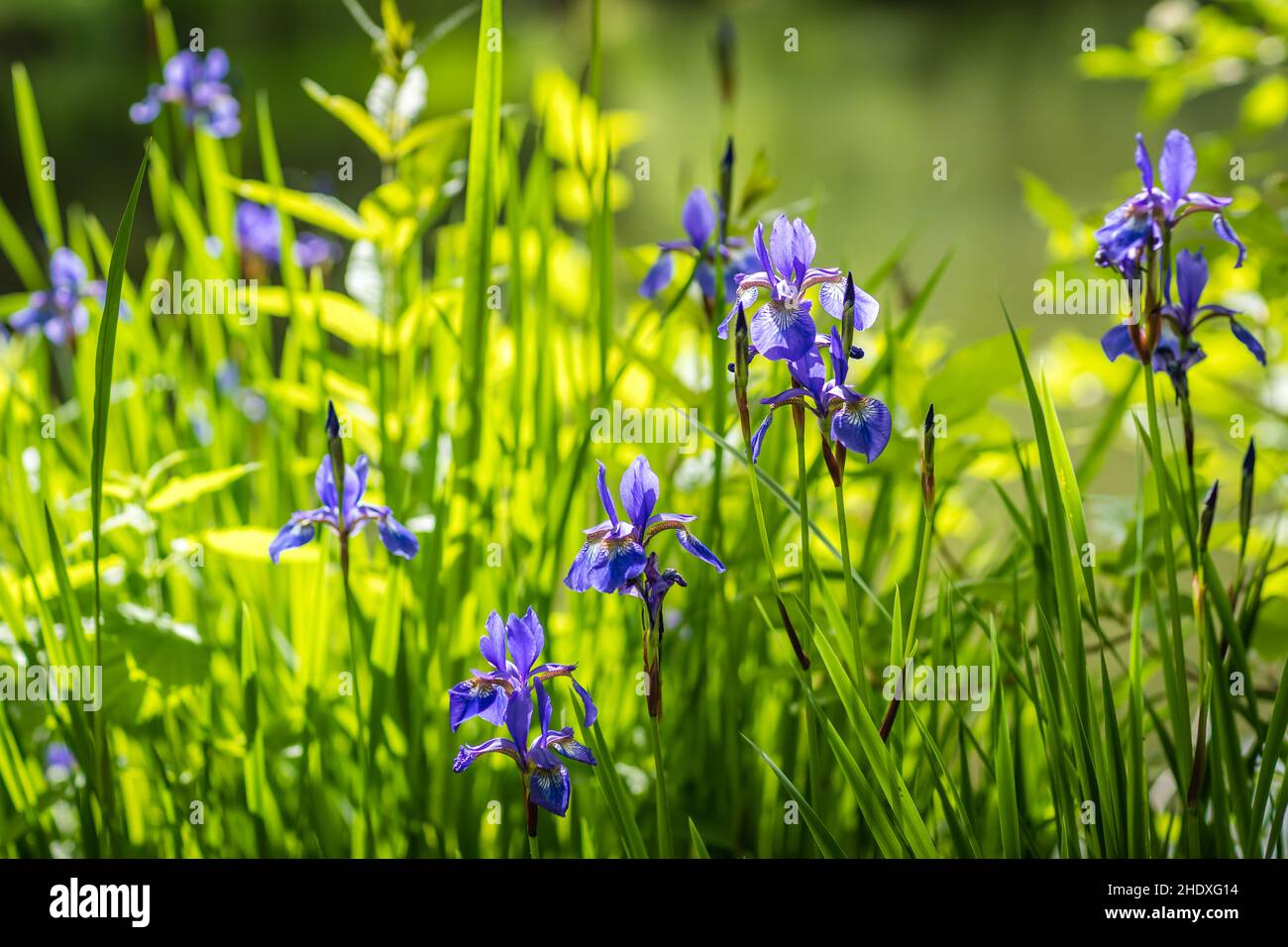 sword lily, sword lilies Stock Photo - Alamy