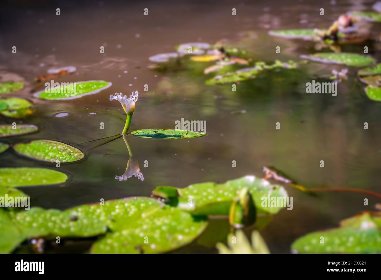 Water lily nymphaeas hi-res stock photography and images - Alamy