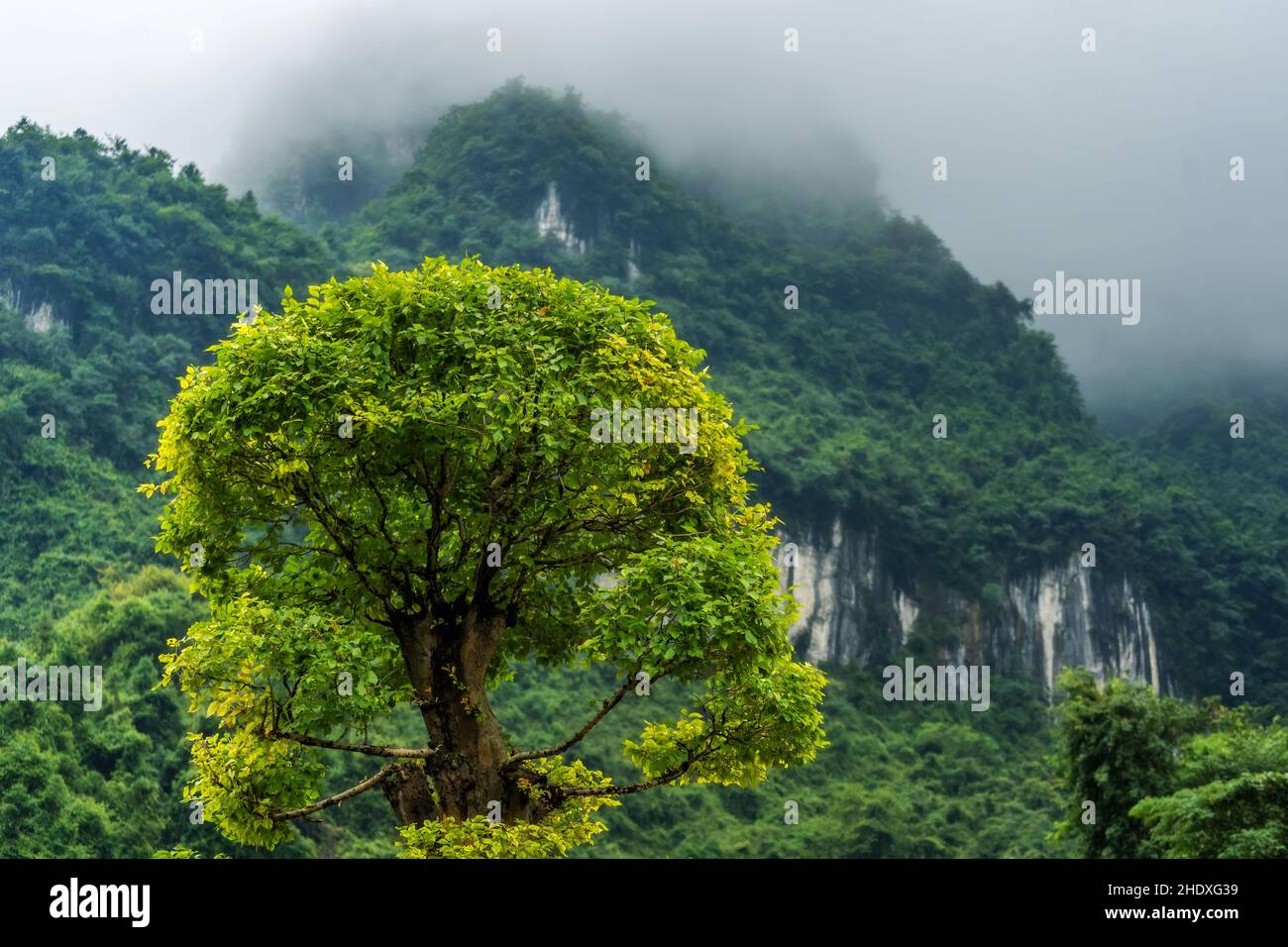 tree, wulingyuan, trees Stock Photo - Alamy