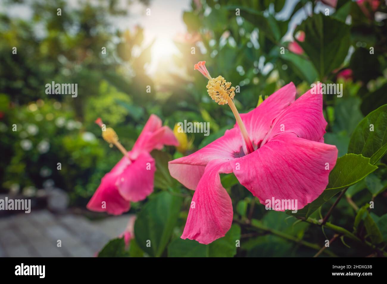 Swamp rose mallow hibiscus hi-res stock photography and images - Alamy