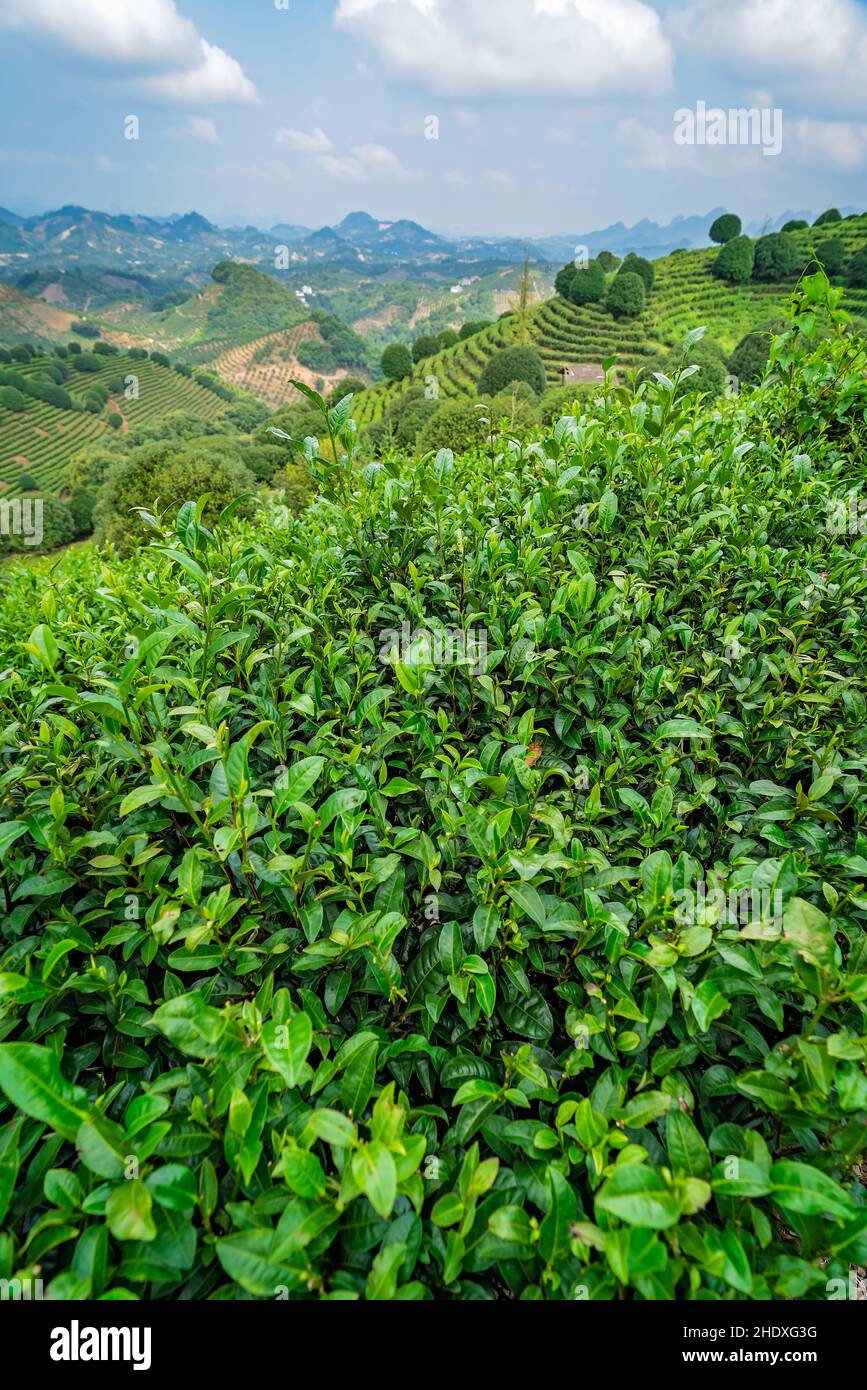 tea plantation, tea plant, tea cultivation, tea crop, tea plantations ...