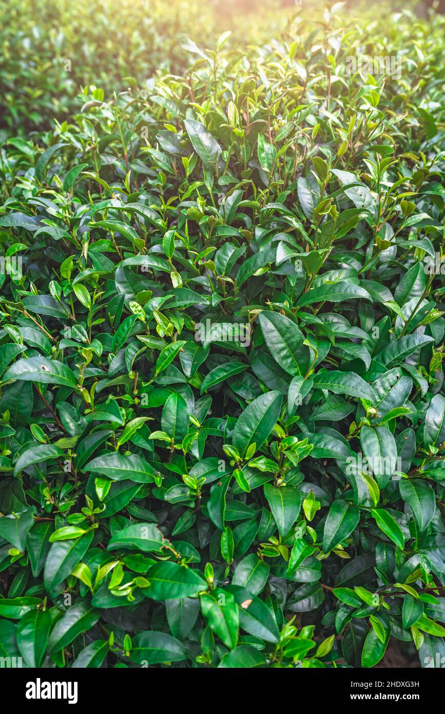tea plant, tea crop, tea plants Stock Photo - Alamy
