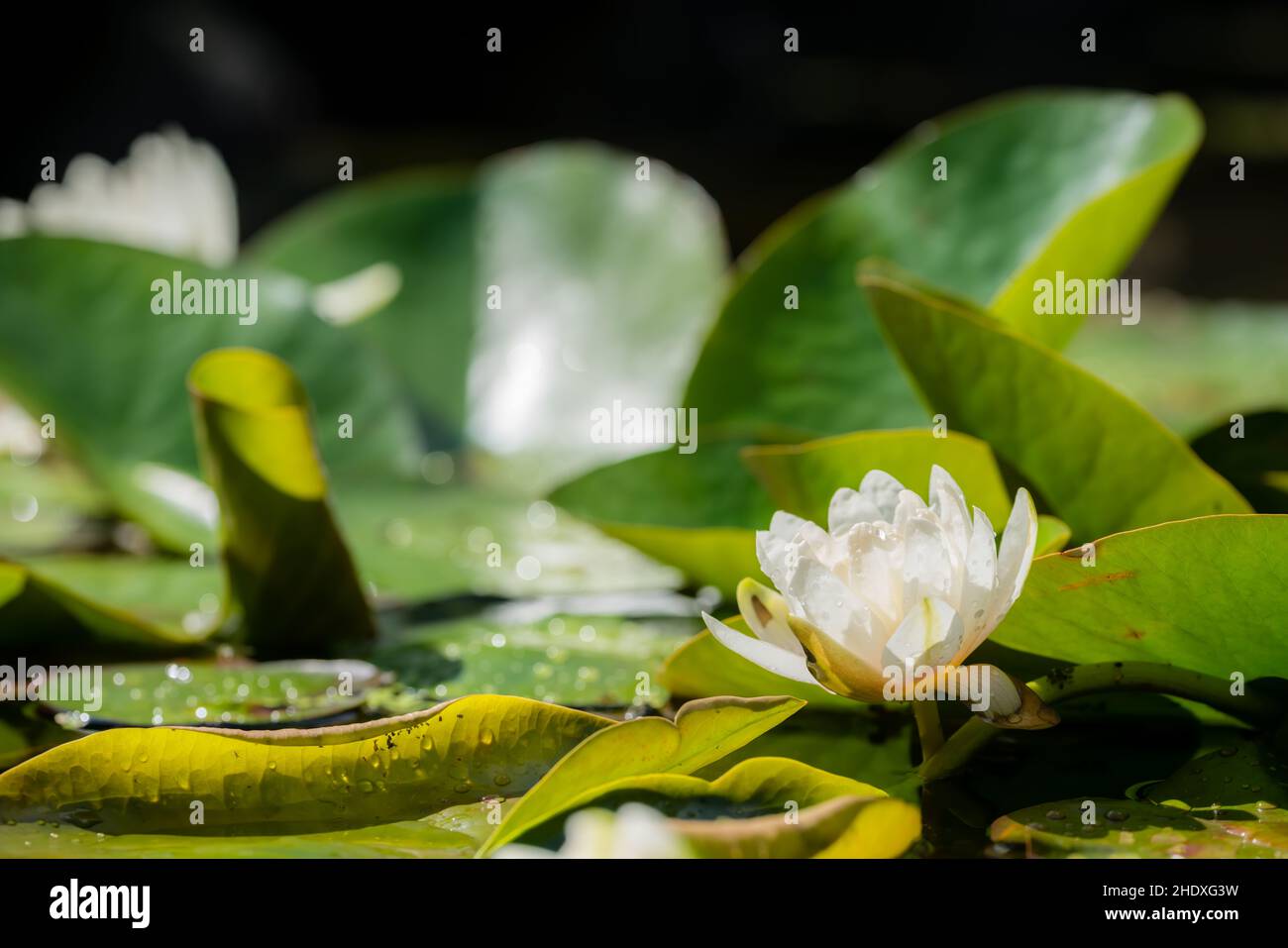 water lily, water lily pad, water lilies, waterlilie, waterlilies, lily ...
