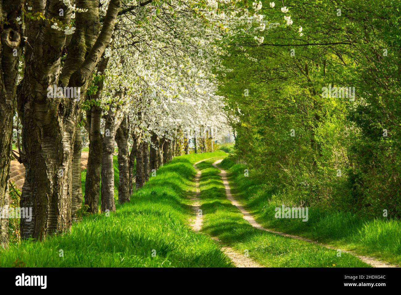 spring, alley, alleys Stock Photo - Alamy