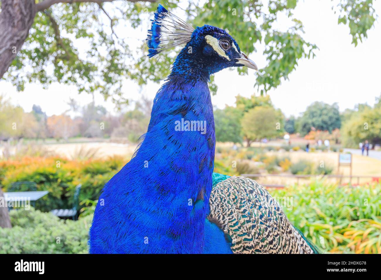 Standing peacock hi-res stock photography and images - Alamy