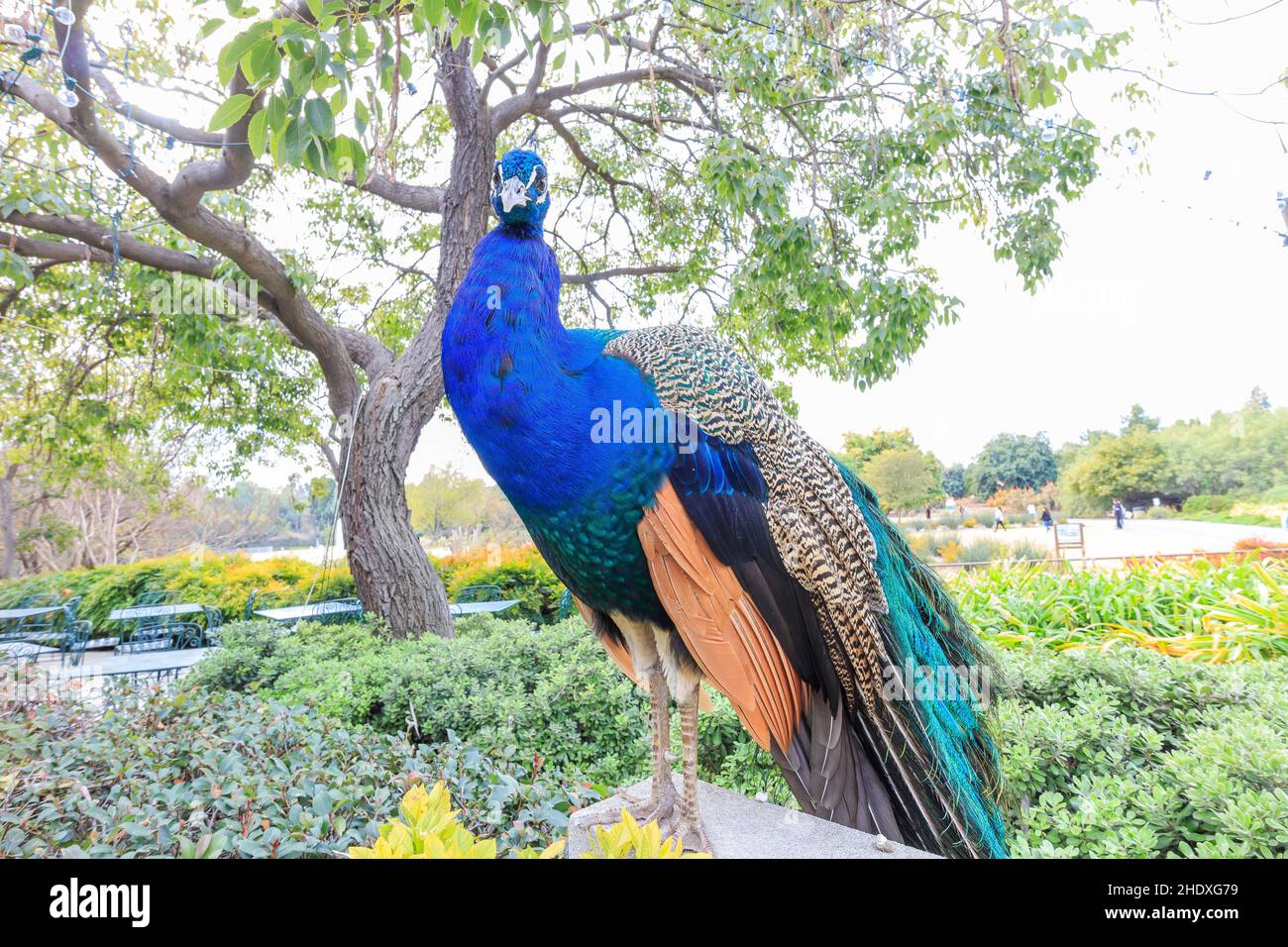 Standing peacock hi-res stock photography and images - Alamy
