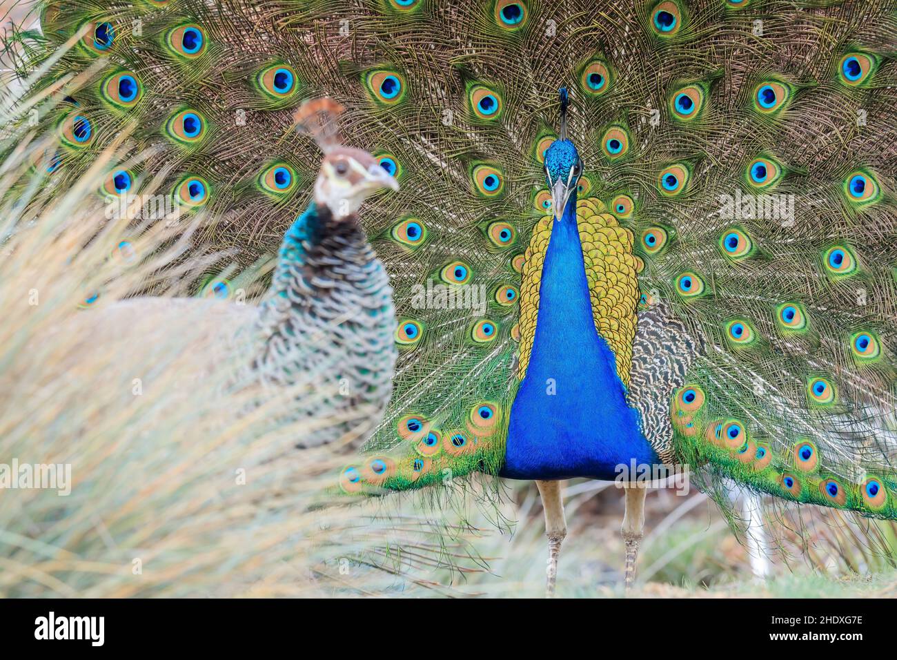 Courtships hi-res stock photography and images - Alamy