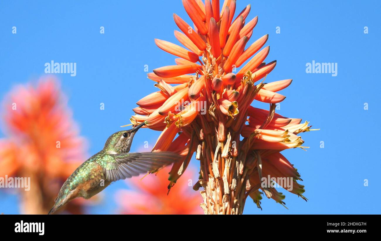 nectar, hummingbird, nectars, hummingbirds Stock Photo - Alamy