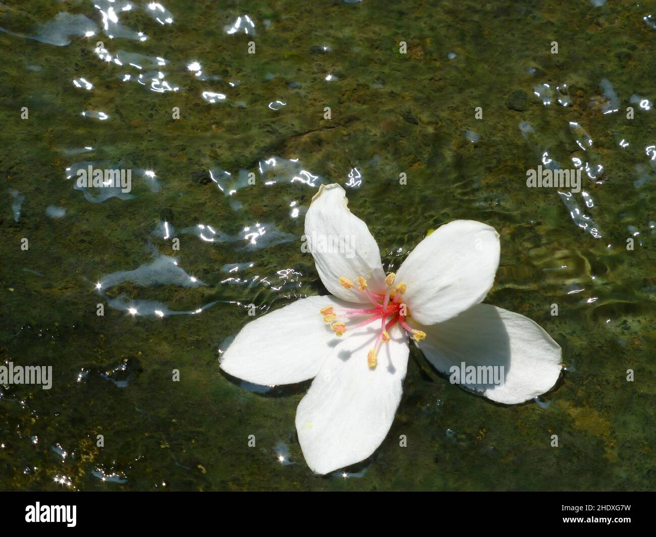 Tung blossom tree hi-res stock photography and images - Alamy