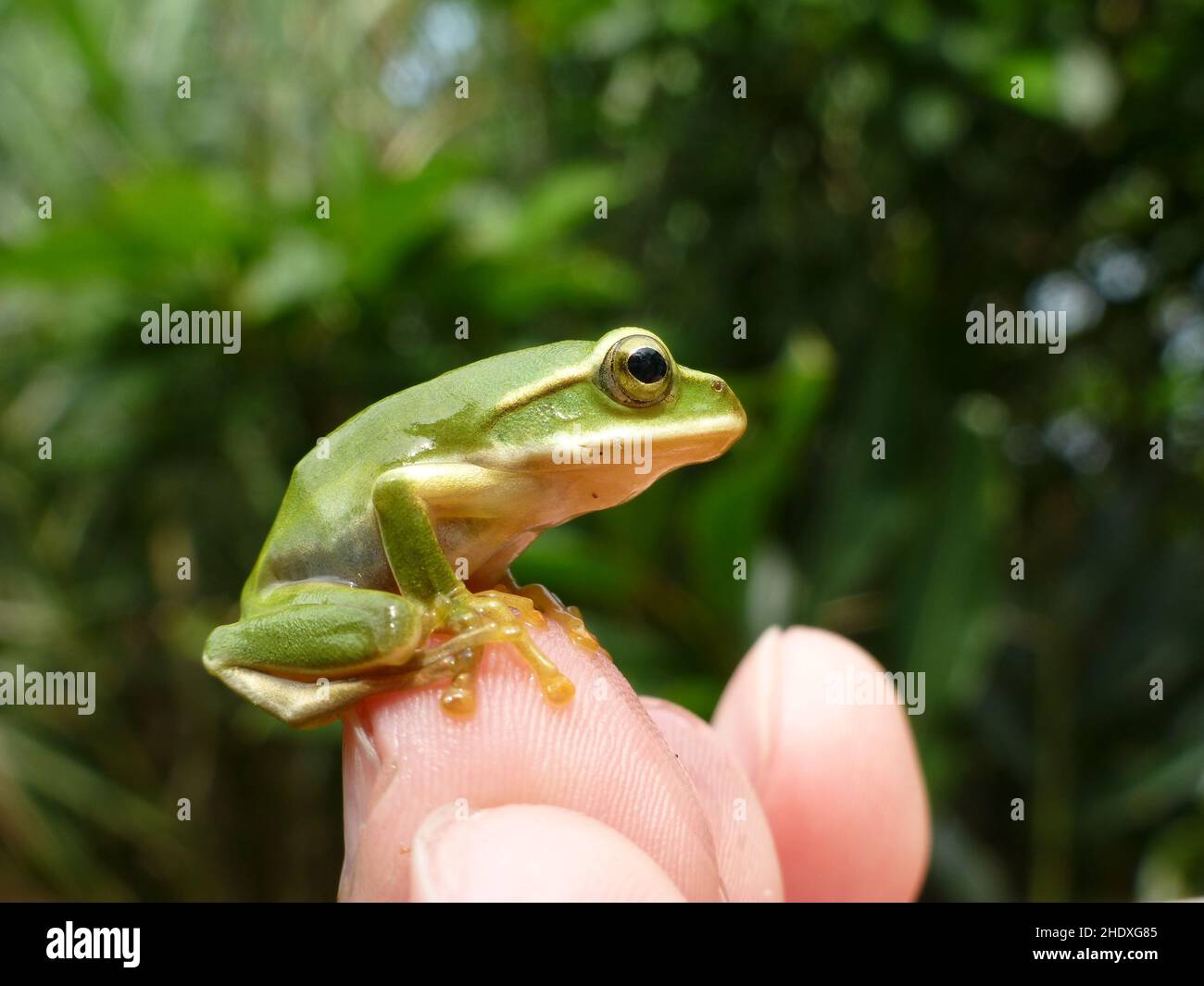 frog, rhacophorus prasinatus, frogs, emerald green treefrog, green ...