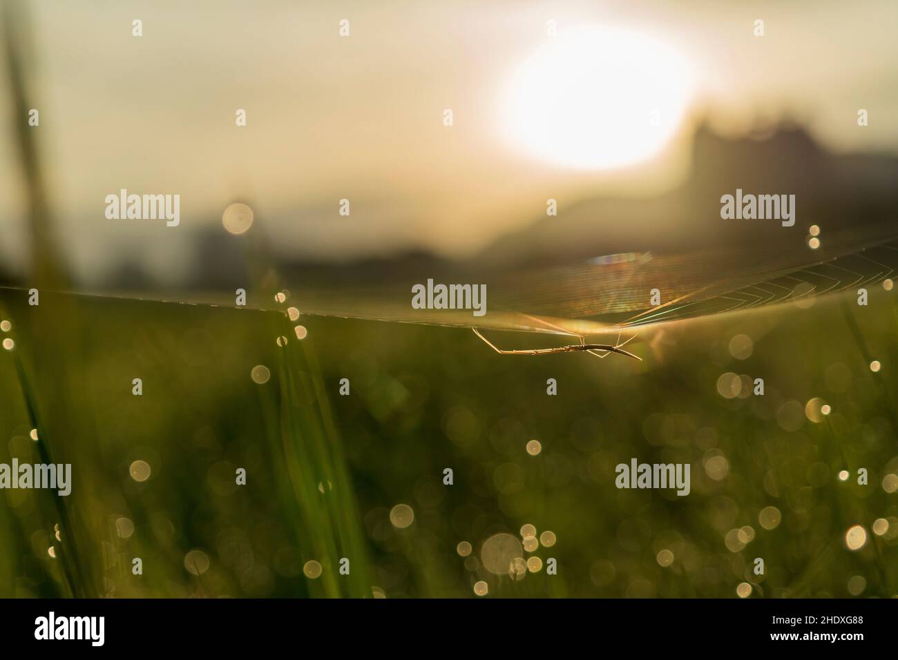 spider web, spider, filigree, evening sun, spider webs, spiders ...