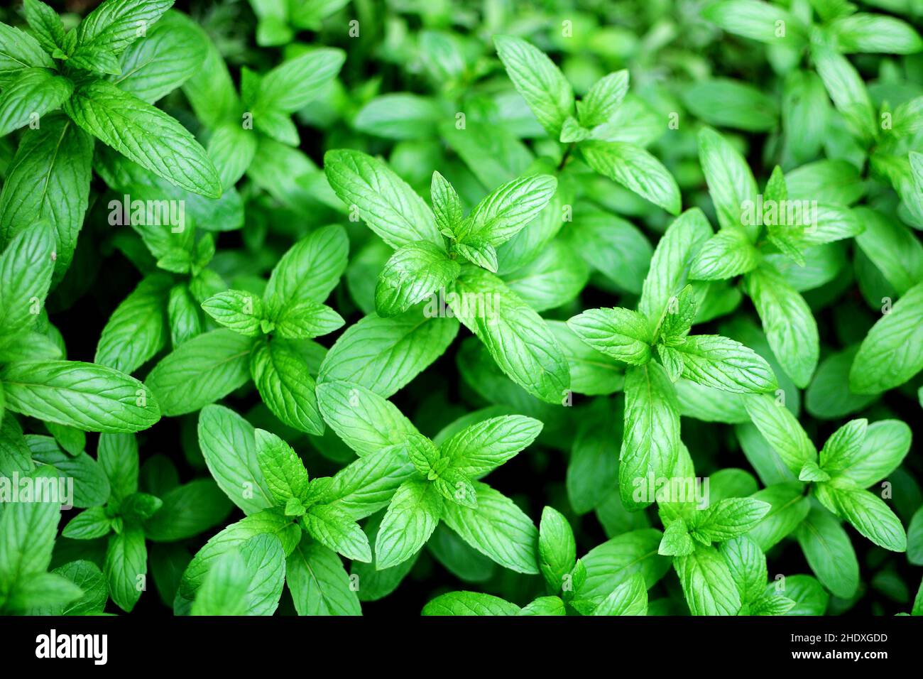 Mint bloom mints hi-res stock photography and images - Alamy