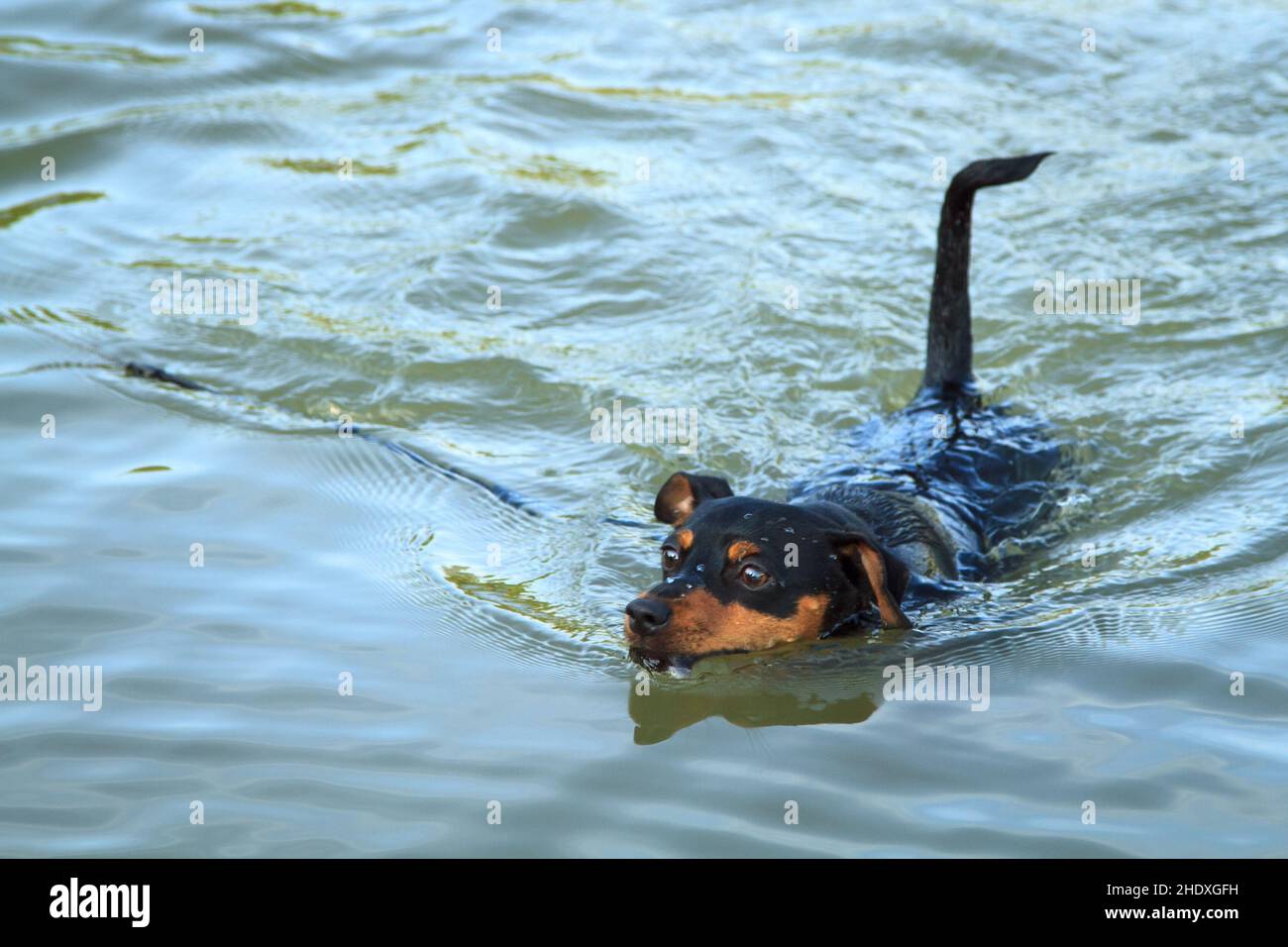water, swim, miniature pinscher, swimmer, swimmers, swimming, miniature ...