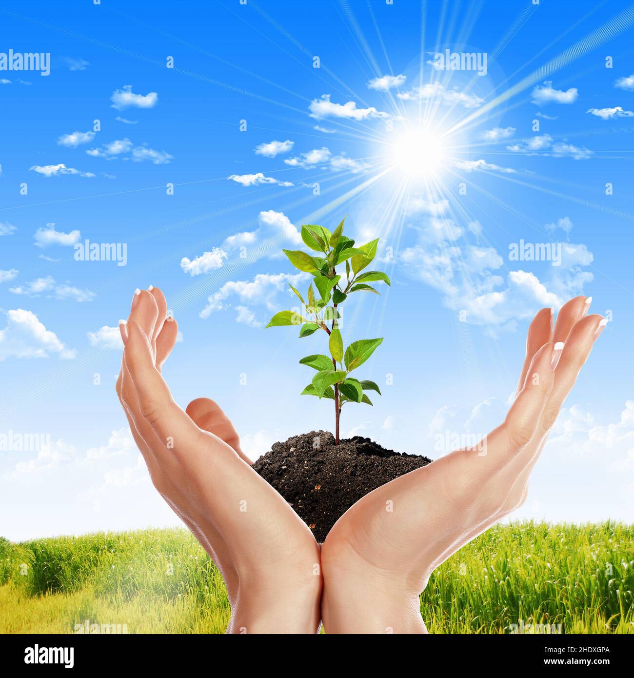 sun, plant, sprout, suns, sunspot, plants, sprouts Stock Photo - Alamy
