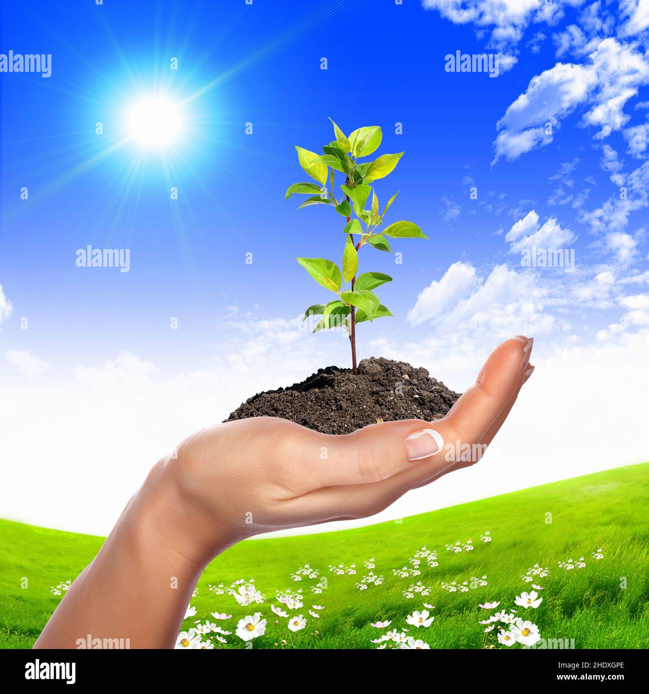 nature, seedling, natur, natures, sapling, seedlings Stock Photo - Alamy