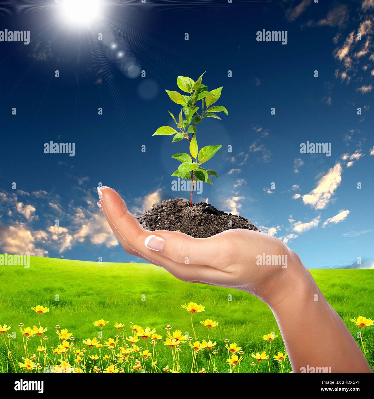 summer, nature, planting, summers, natur, natures Stock Photo - Alamy