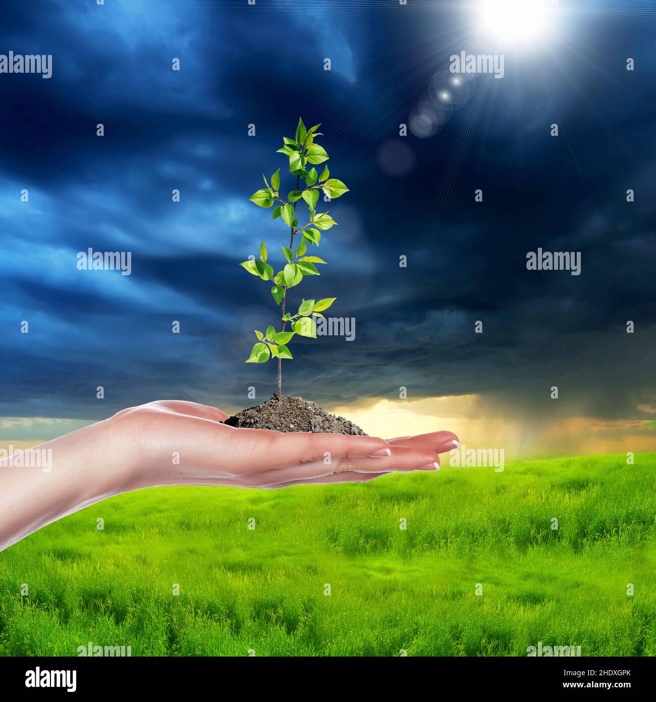 nature, plant, seedling, natur, natures, plants, sapling, seedlings ...