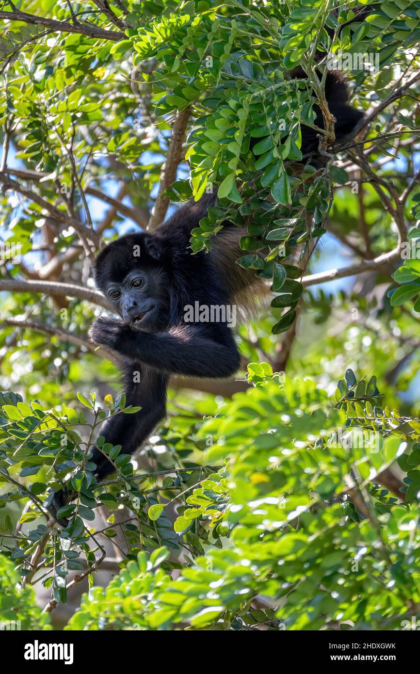 Mantled howler (Alouatta palliata) or golden-mantled howling monkey ...