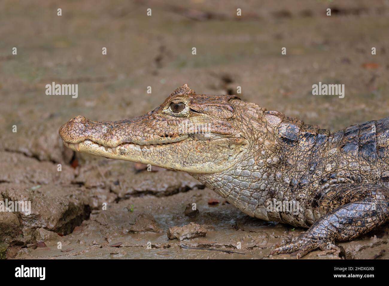 Refugio caiman hi-res stock photography and images - Alamy