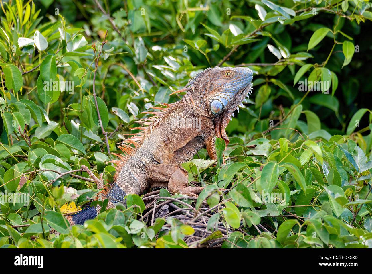 Green iguana (Iguana iguana) on tree in tropical rainforest, Rio ...