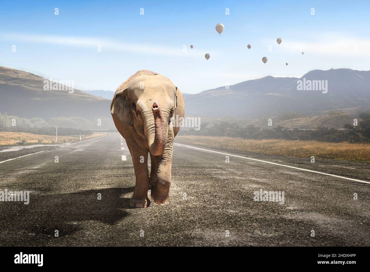 freedom, surreal, elephant, freedoms, surreals, elephants Stock Photo ...