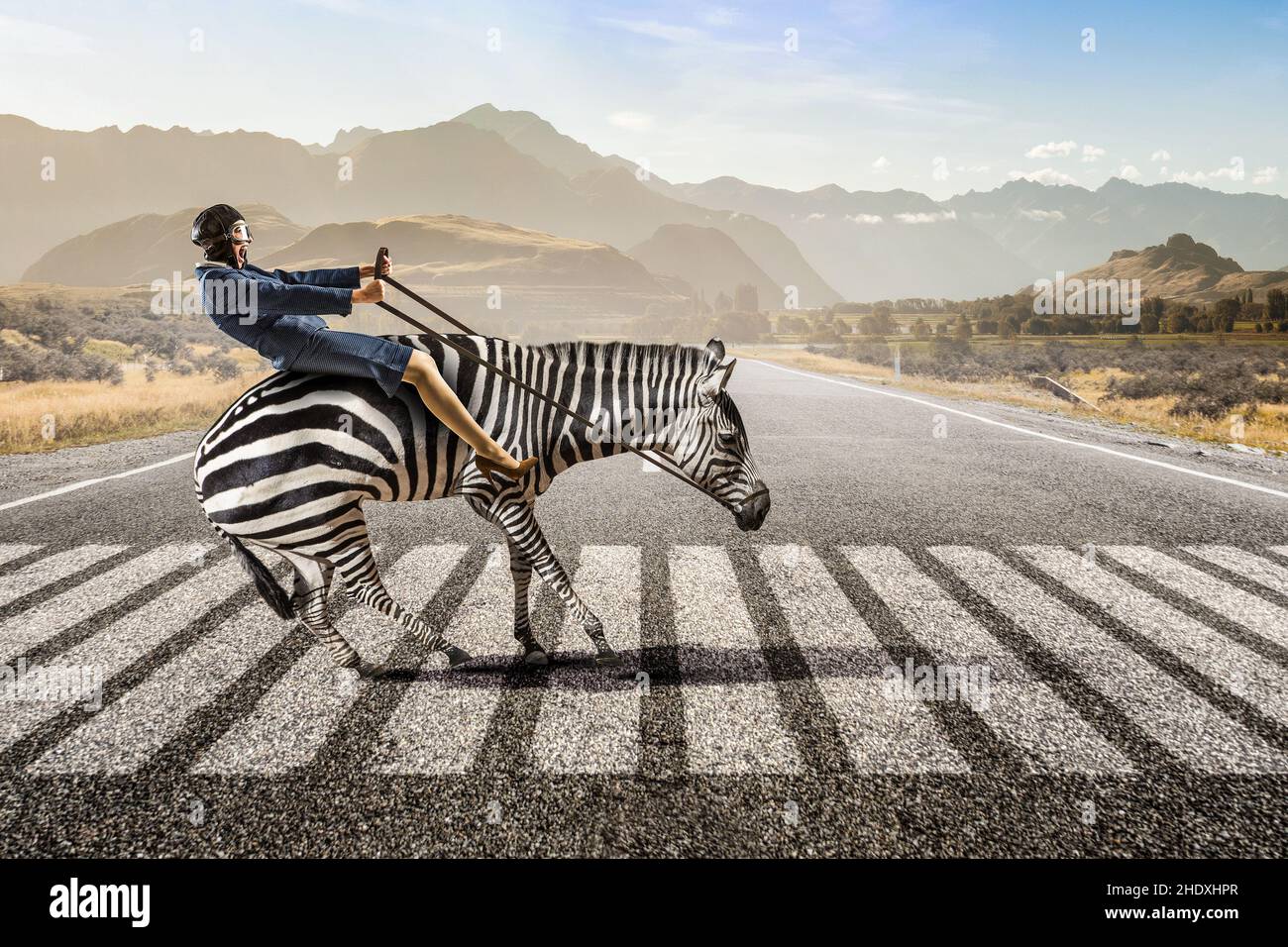 humor & bizarre, crosswalk, zebra, cross, humor and bizarre, crosswalks ...
