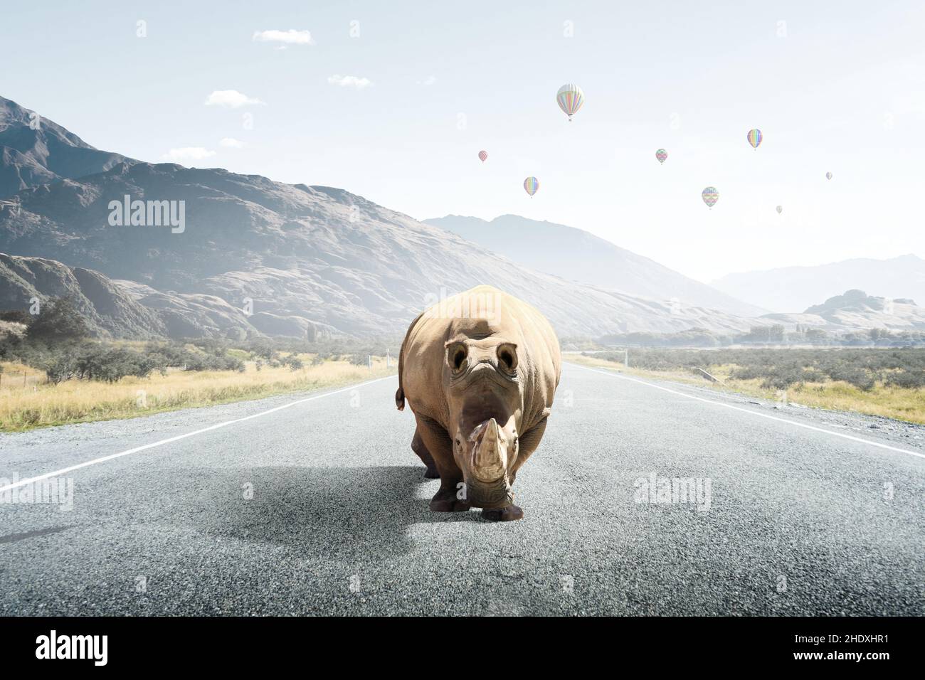 rhinoceros, road, rhino, roads, street, streets Stock Photo - Alamy