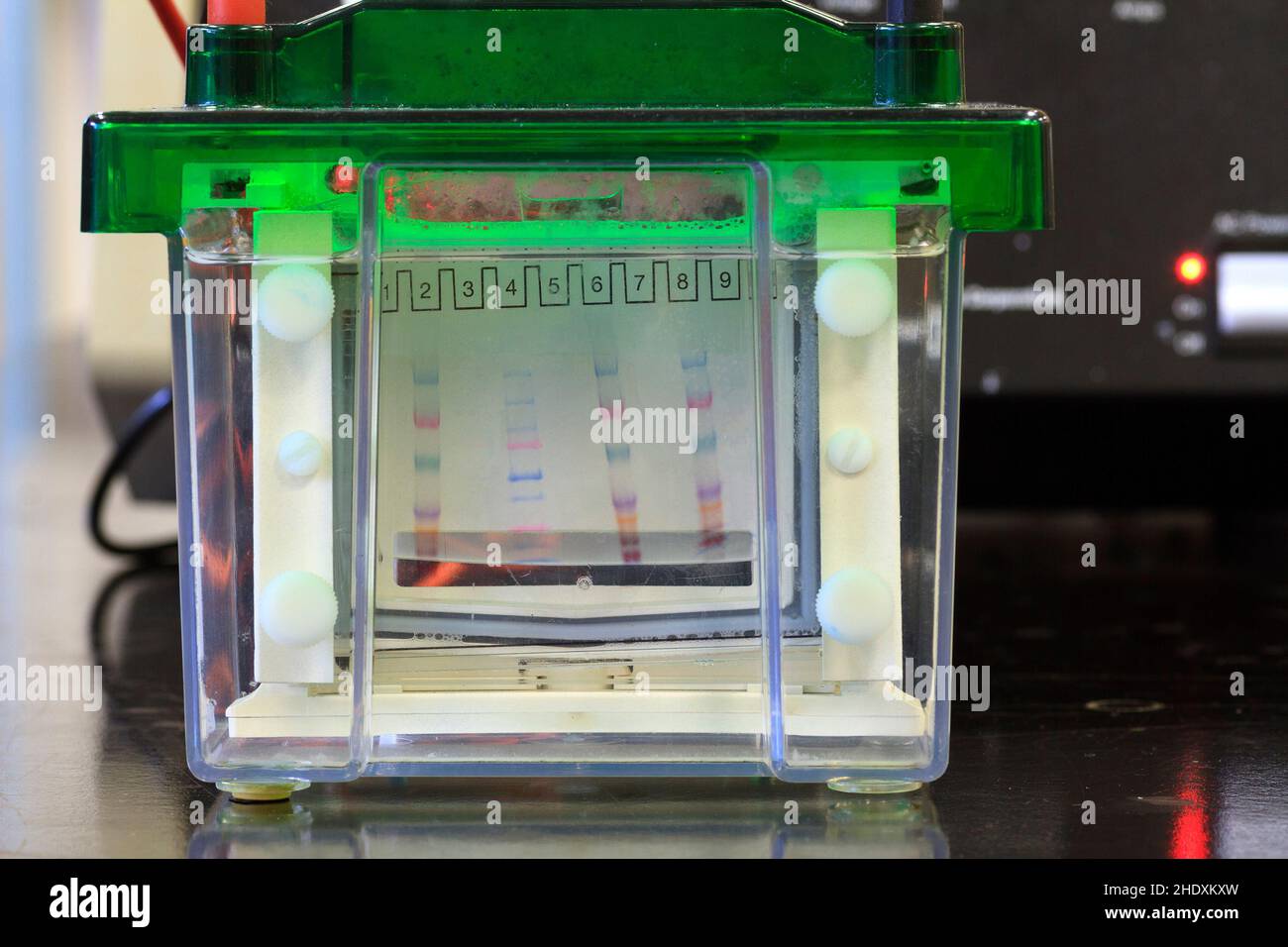 Different molecular weigth protein band being separated by gel ...