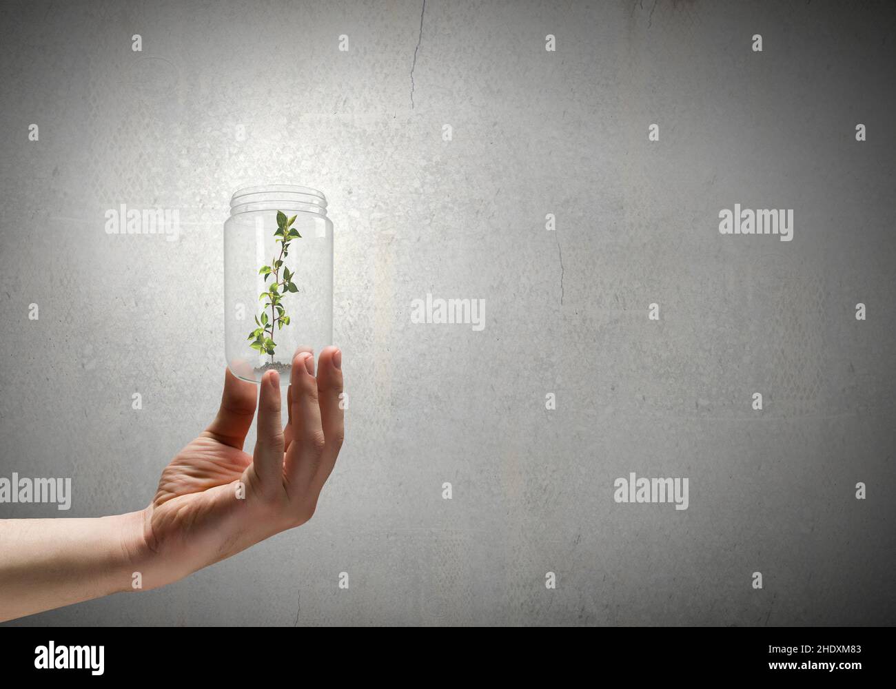 plant, growth, nature, seedling, plants, growths, rise, natur, natures ...