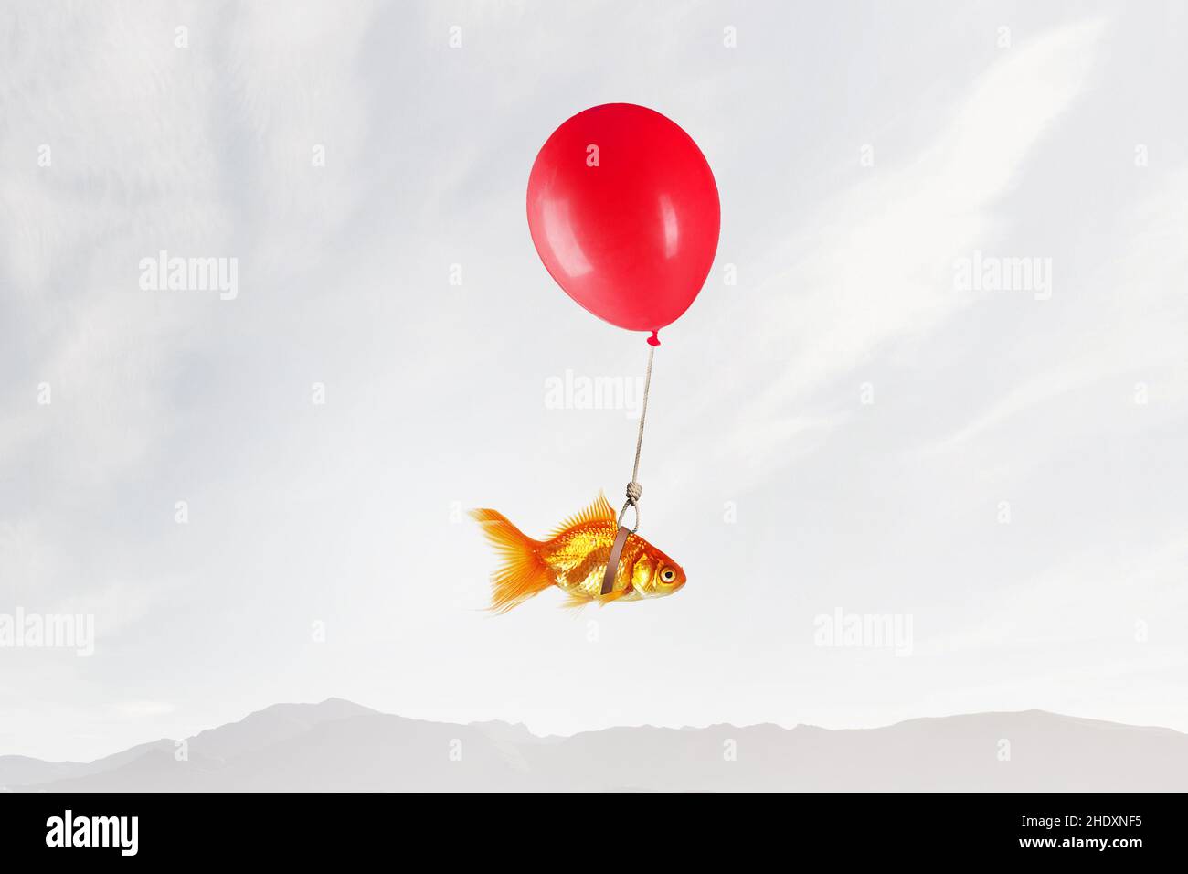 dreams, freedom, fantasy, vision, goldfish, dream, dreaming, freedoms ...