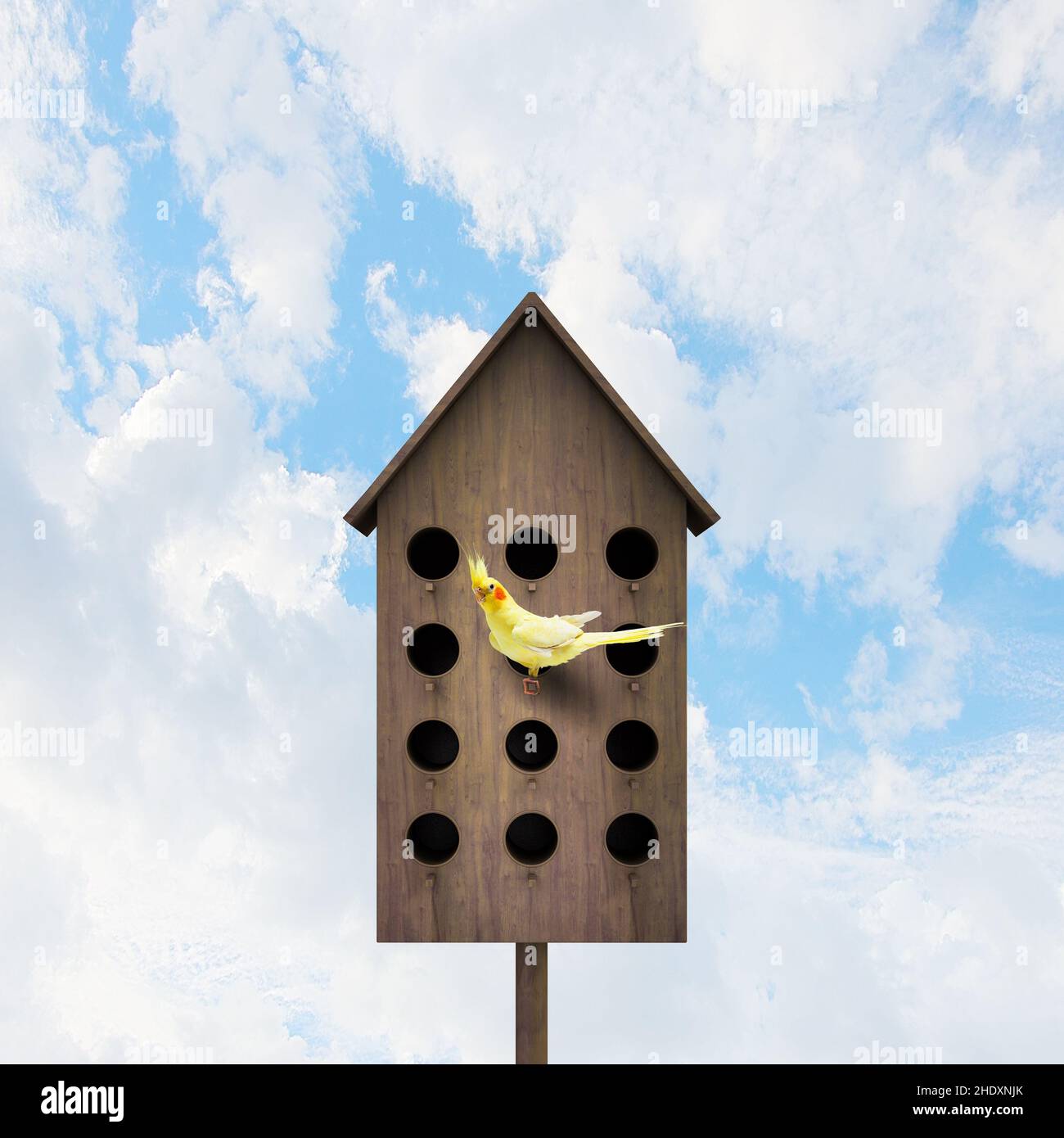 Cockatiel outdoors hi-res stock photography and images - Alamy