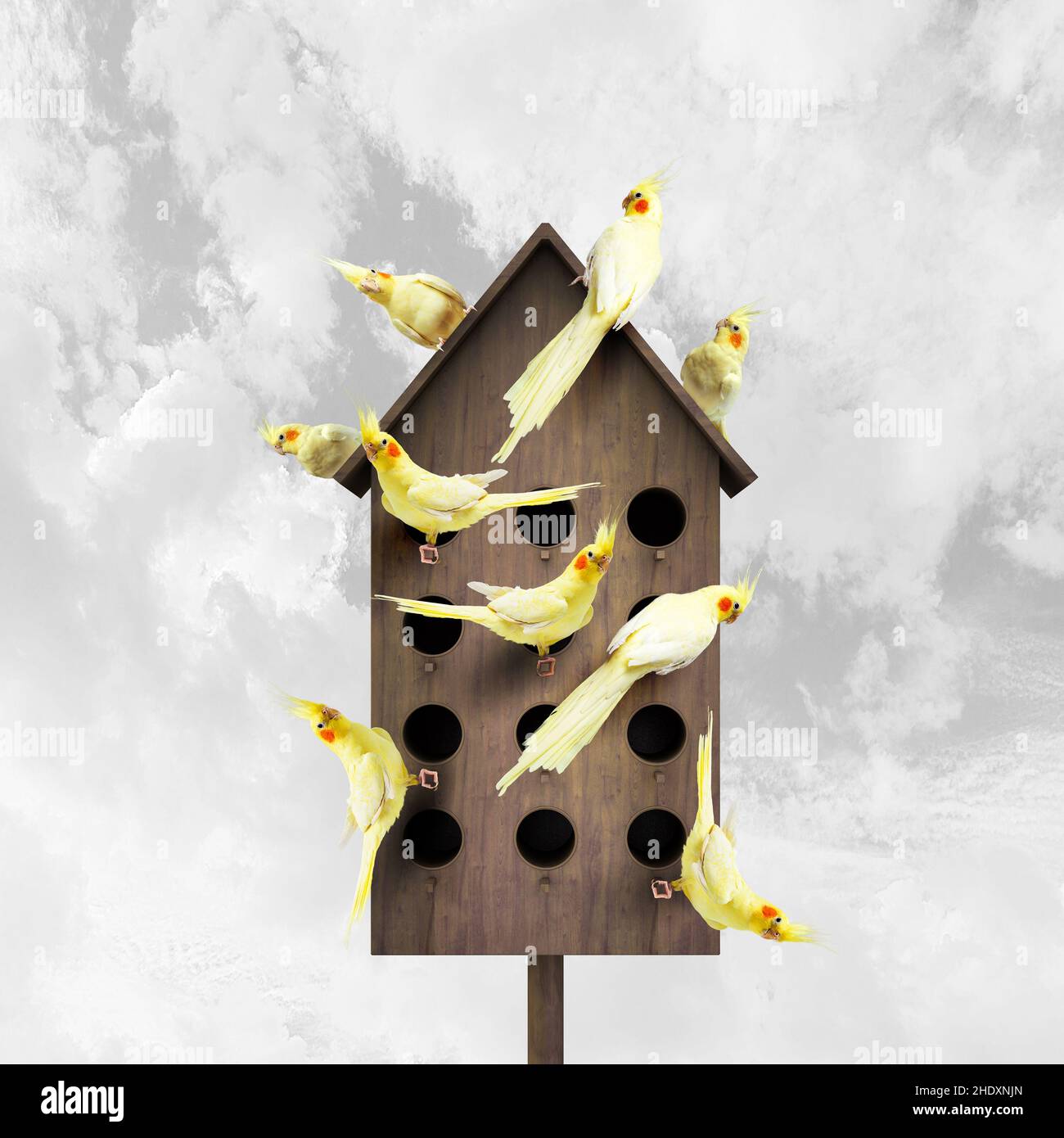 bird house, birdhouse, cockatiel, bird houses, birdhouses, cockatiels ...