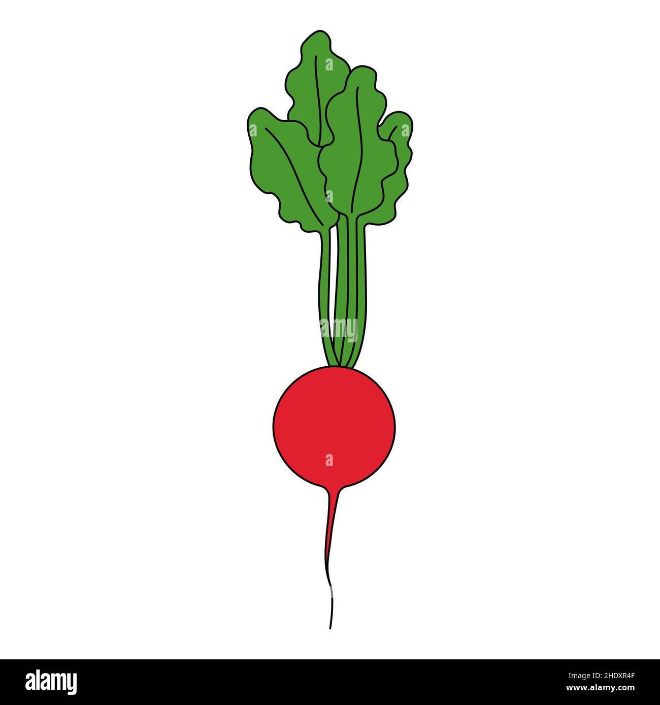 Cartoon vector illustration of radish isolated on white background ...
