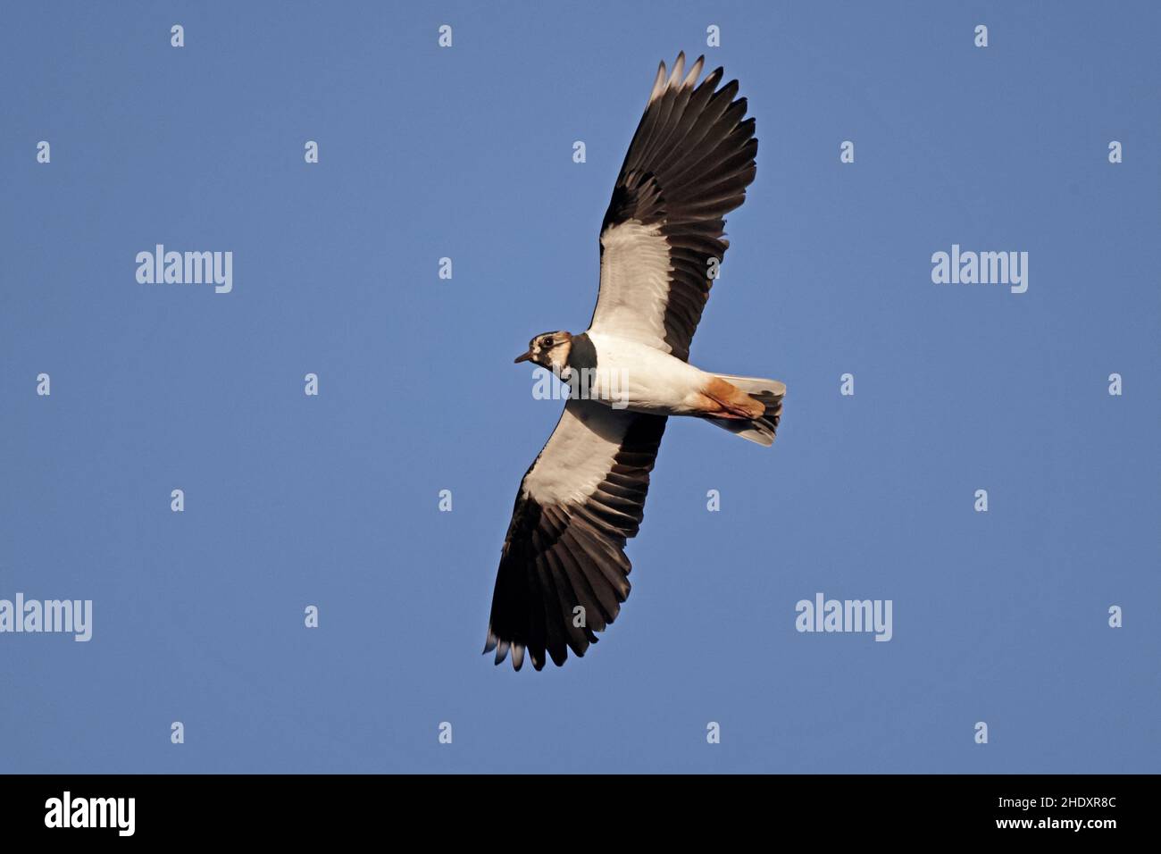 Northern Lapwing in flight at Slimbridge Gloucestershire UK Stock Photo ...